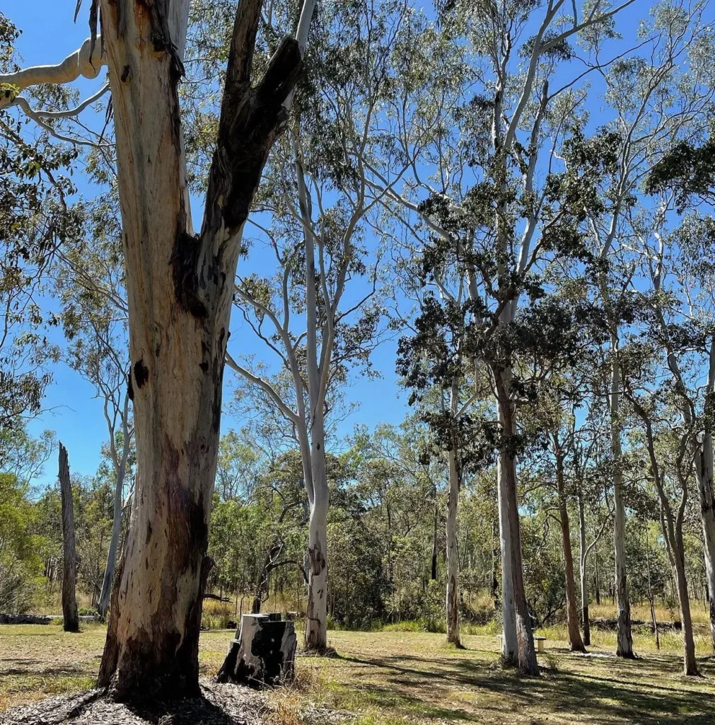 Flora of Watarrka National Park: Explore Australia’s Unique Plants