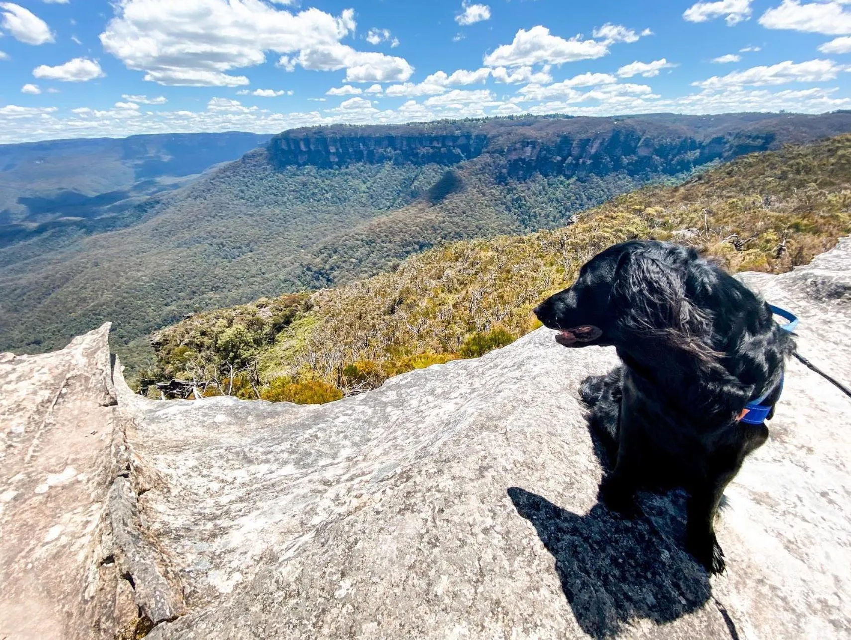 Is Echo Point Lookout Dog-Friendly?