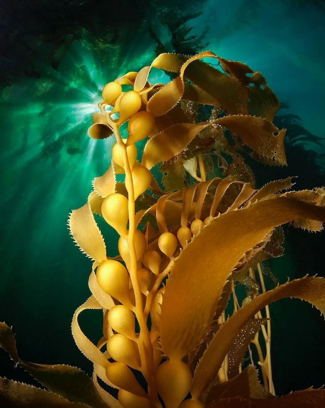 What Kinds Of Plants Live In Coral Reefs?
