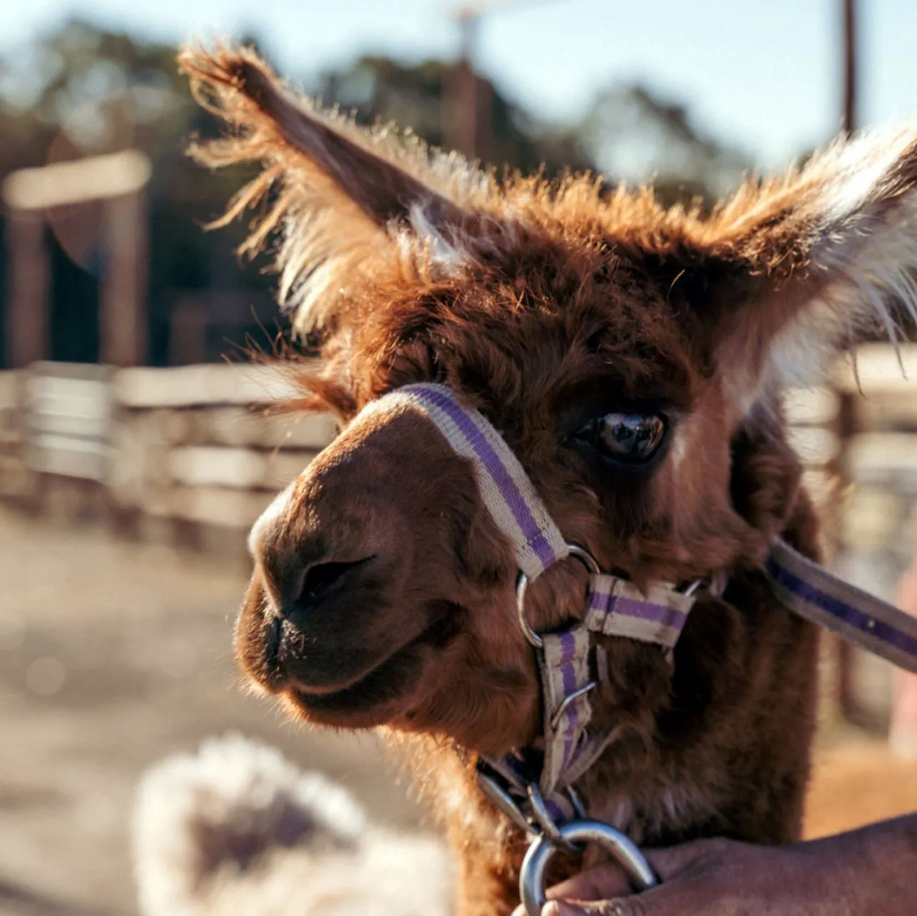 What To Do With Kids in the Hunter Valley?